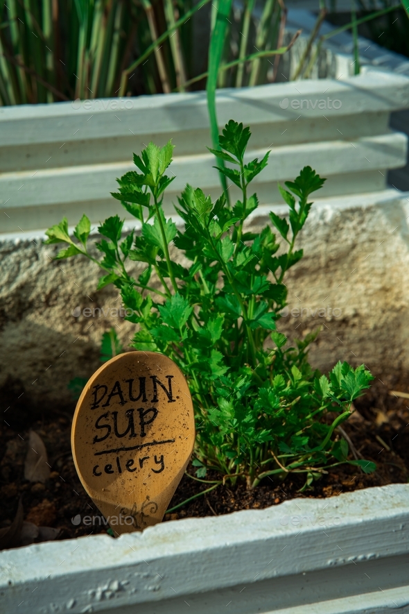 Celery (Apium graveolens) also known as "daun sup" is a leaf vegetable ...