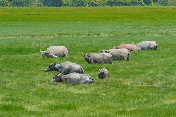 Buffaloes at the green grassland in Kampung Batu Putih, Marang ...