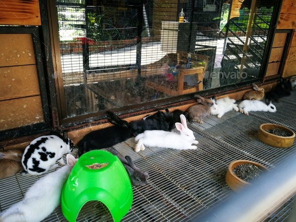 rabbits at the petting zoo, resting Stock Photo by ellinnur | PhotoDune