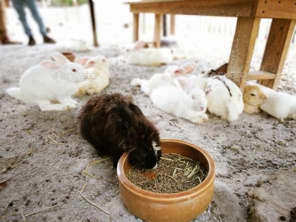 cute rabbit is eating from the wooden bowl at the pet farm Stock Photo ...
