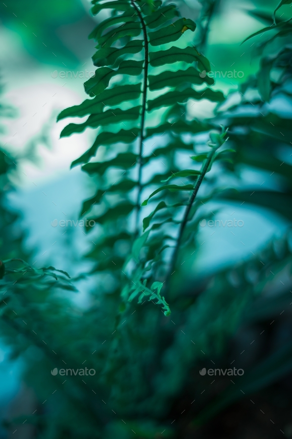 Natural fern plant. Beautiful background made with young green fern ...