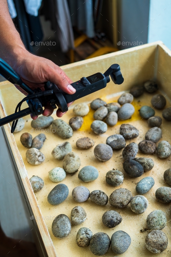 Hands of a influencer using camera recording a video how to gardening ...