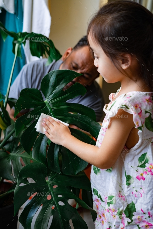 A little girl oiling the houseplant leaves, taking care of plant Monstera using a cotton sheet ...