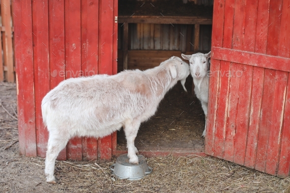 Two lovely goats on a farm. Agriculture, domestic cloven-hoofed animals ...