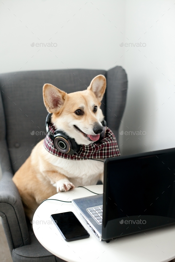 Pets acting like humans, a welsh corgi pembroke dog sitting in the ...