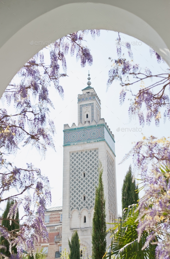 Wisteria flowers in the backyard of a mosque in spring Stock Photo by ...
