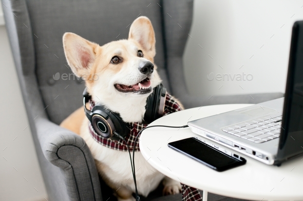 Cute corgi dog on a video call, using mobile phone and a laptop, pets ...