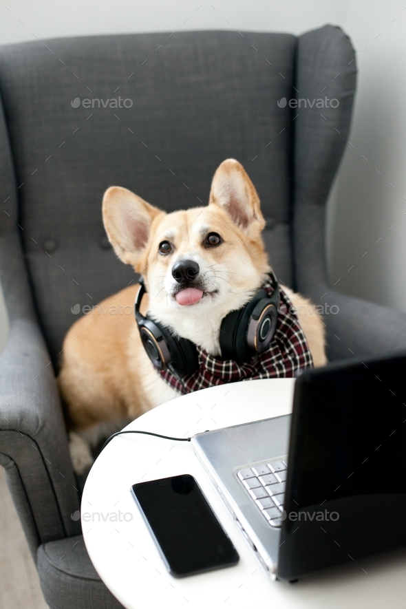 Funny photo of dog acting like human, working with laptop and ...