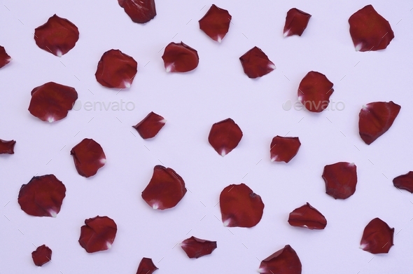 Dark red rose petals on pastel lilac background. Valentine's day Stock ...