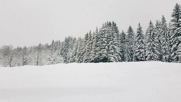 Winter landscape with deep snow and pine trees. Stock Photo by 9_fingers_