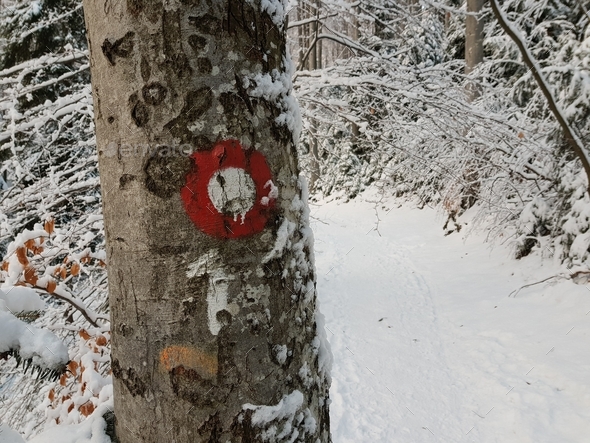 Hiking trail mark on a tree by a snow covered path in the forest. Stock ...