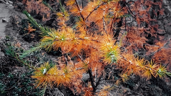 Close-up photo of pine tree in autumn. Colorgul small shrub changing ...