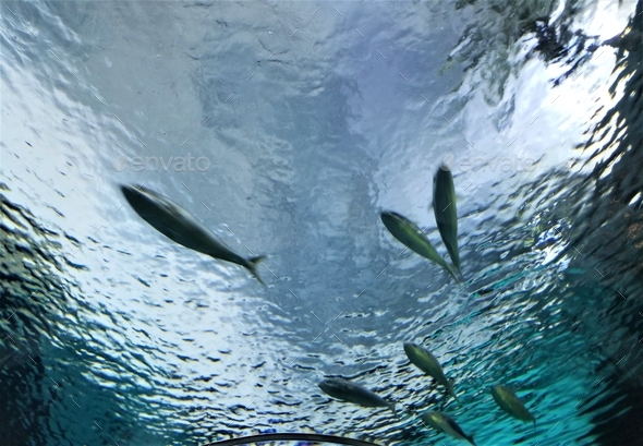 Fish From Below! Under the Sea! Marine Life! Stock Photo by AZ-BLT