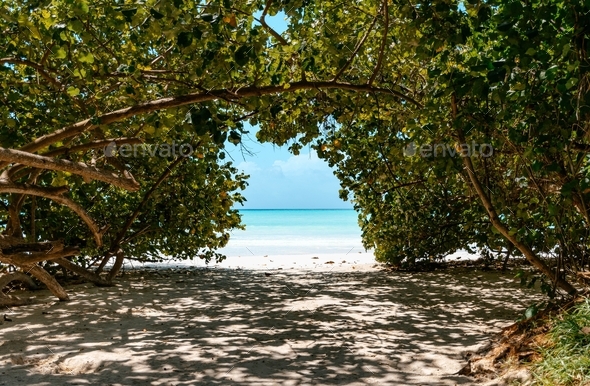 Sandy path leading to tropical beach trough trees. Stock Photo by 9 ...