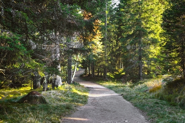 Path through forest. Green trees, natural light, no people, background ...