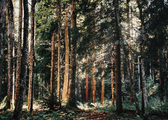 Rays of Natural light shining in a moody autumn forest. Stock Photo by ...