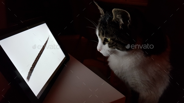 Cat using tablet computer, playing cat games on screen Stock Photo by 9 ...
