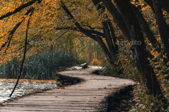 Earth tones photo of empty wooden path through idyllic forest with fall ...