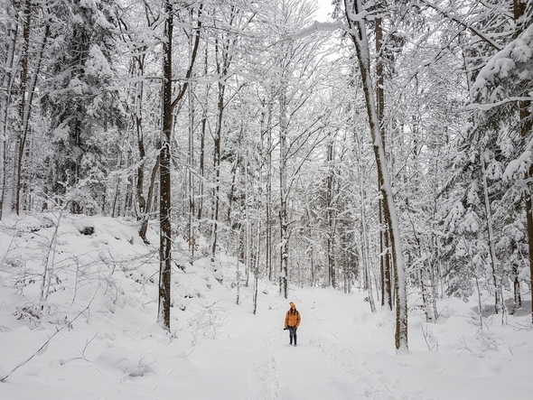 Person in yellow jacket hiking in vast snowy forest with tall trees in ...