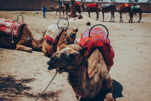 Camels, leisure, sitting down, ride, animals Stock Photo by kelsen06