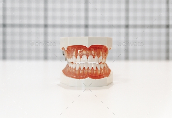 Close-up front view of human jaw dental model, teeth, dentist. Stock ...