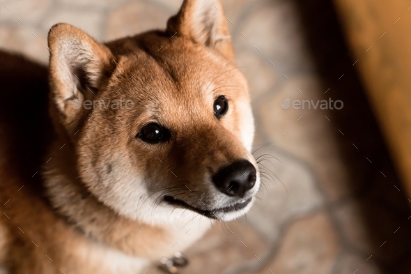 Shiba inu dog face Stock Photo by natanavo | PhotoDune
