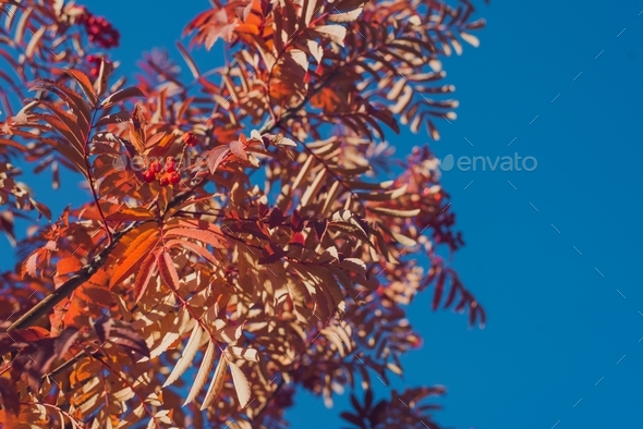 Red colour rowan tree leaves on blue sky background Stock Photo by ...