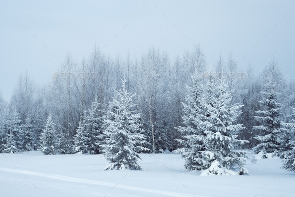 light and airy winter landscape snowy trees blue sky Stock Photo by ...