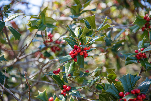 spring flowers. Tree green holly with red berries in the central park ...
