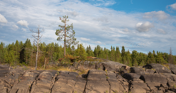 Summer landscape with two old tall pine trees growing on a stone in ...