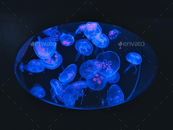 Beautiful amazing Jellyfish in an oval fish tank at the local aquarium ...