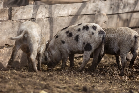 The family of boars on the farm Stock Photo by aliliya | PhotoDune