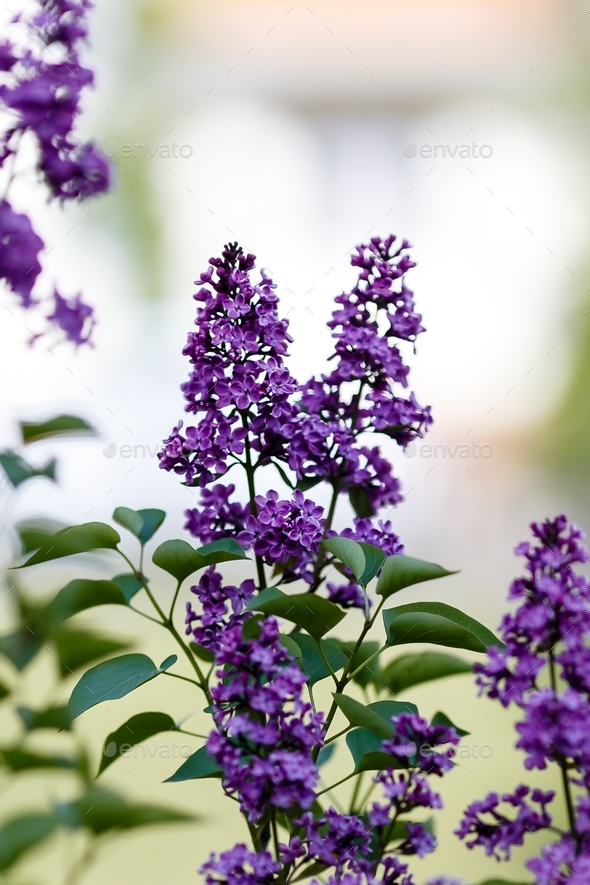 purple lilac Stock Photo by aliliya | PhotoDune