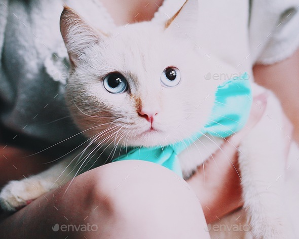 Cat wearing bow Stock Photo by ElinaVeresk | PhotoDune