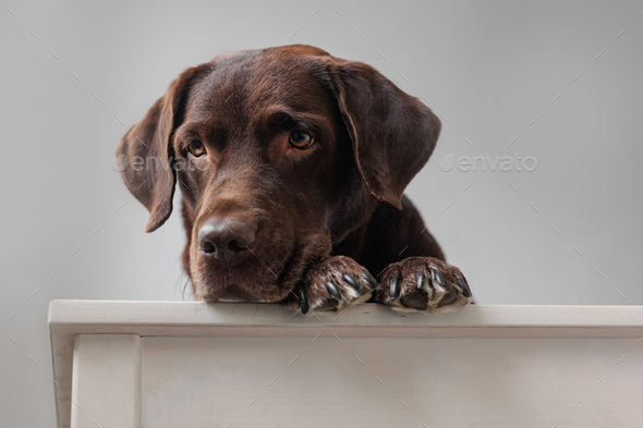 chocolate Labrador retriever dog looks down from above. funny cute dog ...