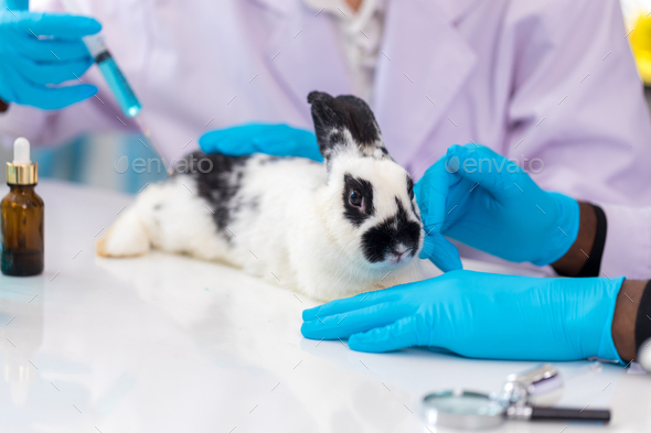 Scientist or pharmacist do research chemical ingredients test on animal ...