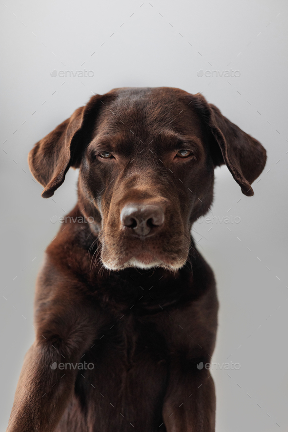 chocolate Labrador retriever dog looks down from above. funny cute dog ...