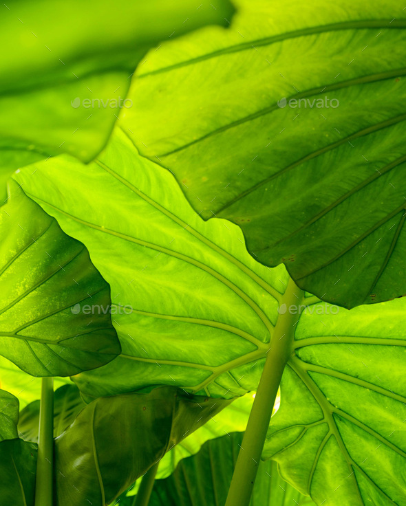 Taro leaves full frame natural background Stock Photo by phoenixproduction