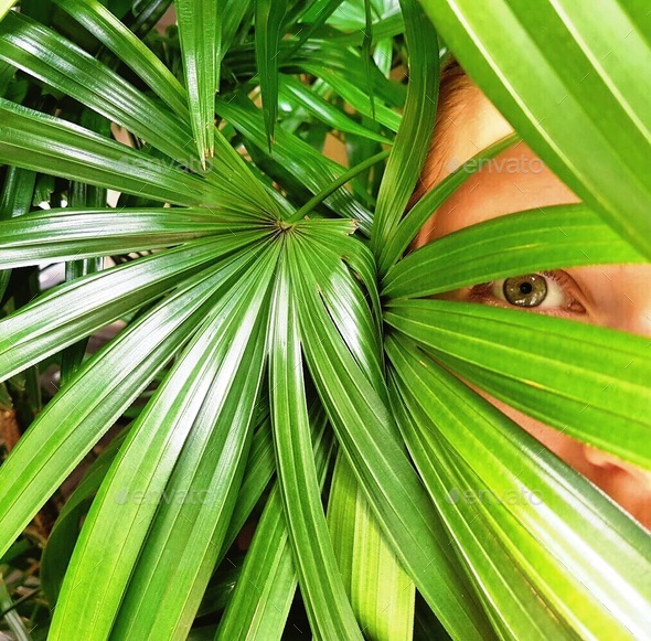 Green Eye of a woman looking through the palm tree fronds Stock Photo ...