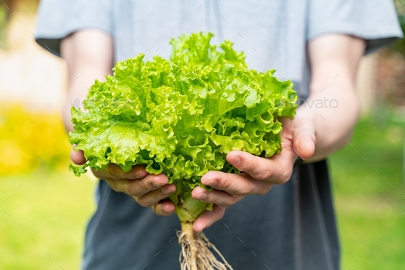 Green fresh lettuce leaves in human hands close up Stock Photo by ...