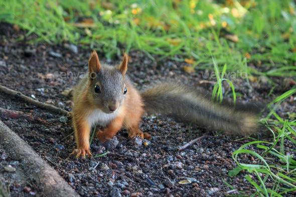 red squirrel walking on the ground Stock Photo by Tatiana_Mara | PhotoDune