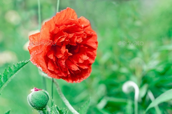 Large lush double red poppy flower on natural green background Stock ...
