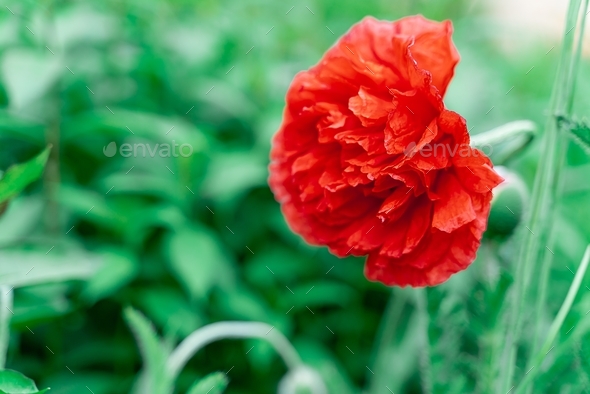 Large lush double red poppy flower on natural green background Stock ...