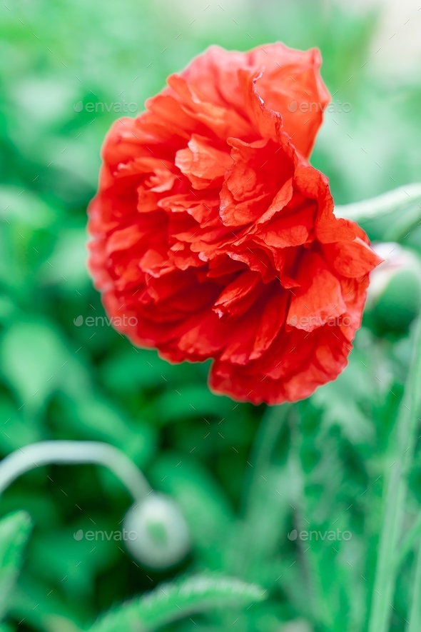 Large lush double red poppy flower on natural green background Stock ...
