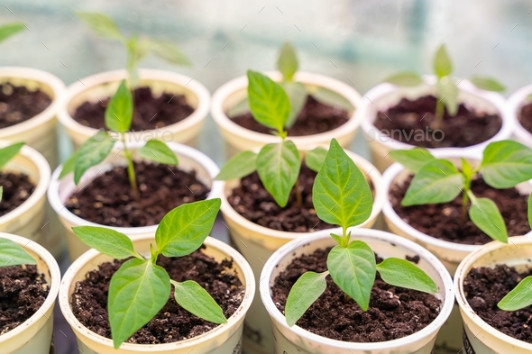 Sweet bell pepper seedling care close-up. Foliar feeding of seedlings ...
