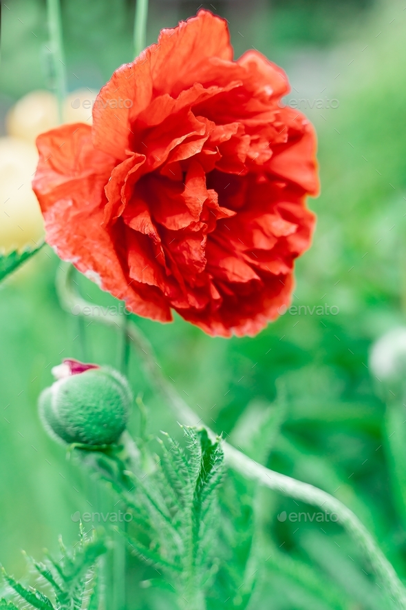 Large lush double red poppy flower on natural green background Stock ...