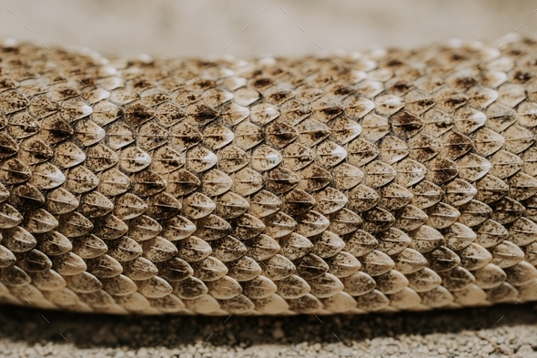 Close-up of texture of snake skin. Beautiful venomous snake. Exotic ...