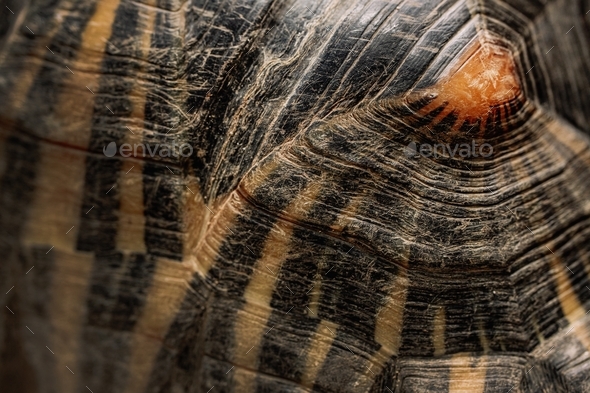 Close-up of radiated tortoise shell texture. Beautiful turtle - rare ...