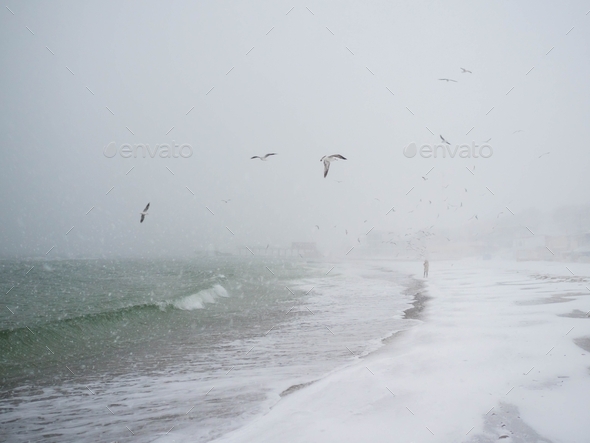 Winter coast landscape with ice snow on beach. Blizzard, seagulls ...