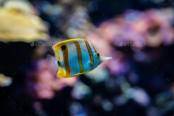 Amazing striped yellow fish swimming underwater on coral reefs ...